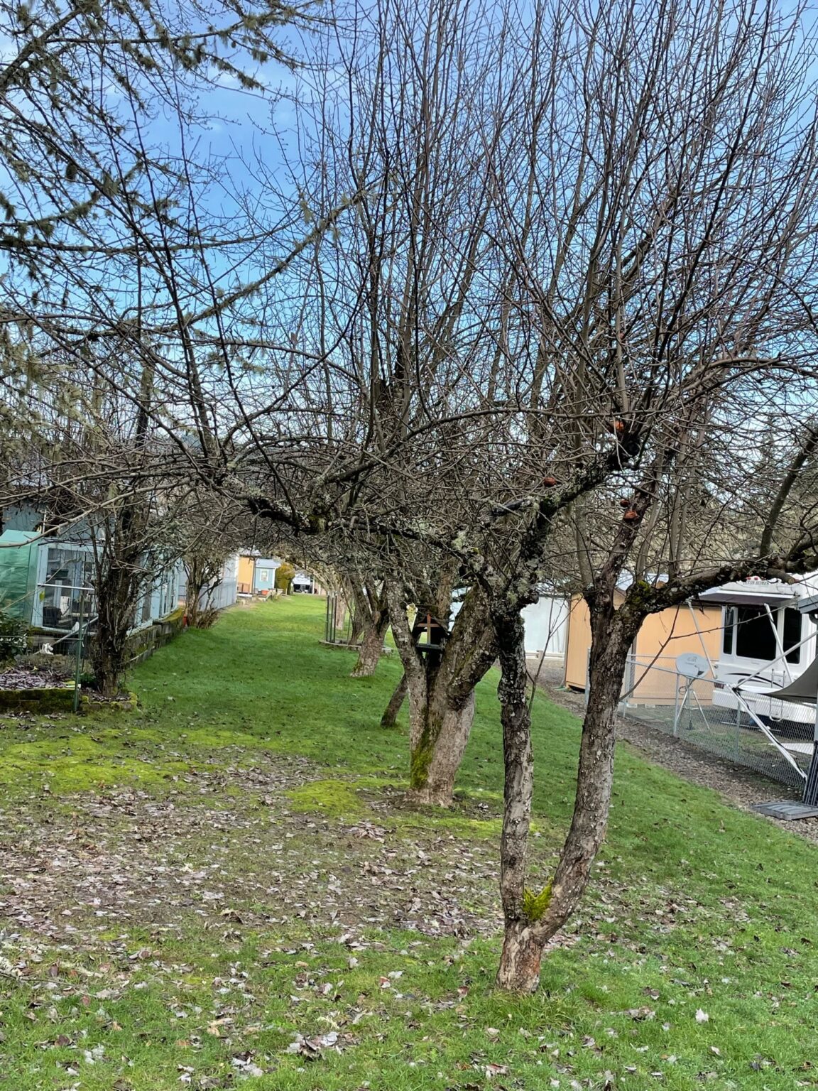 Fruit Trees | Timber Valley SKP Park of Oregon, Inc